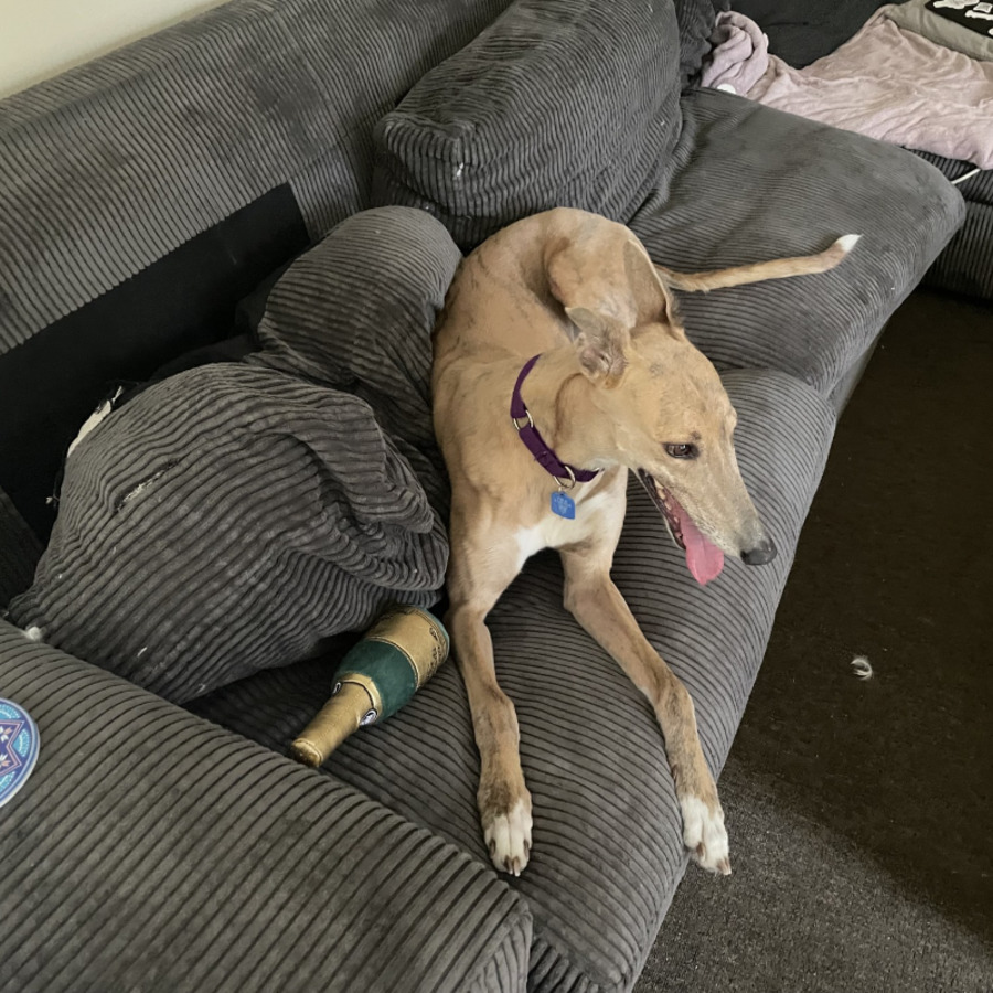 Pat - Large Female Greyhound Dog in VIC - PetRescue