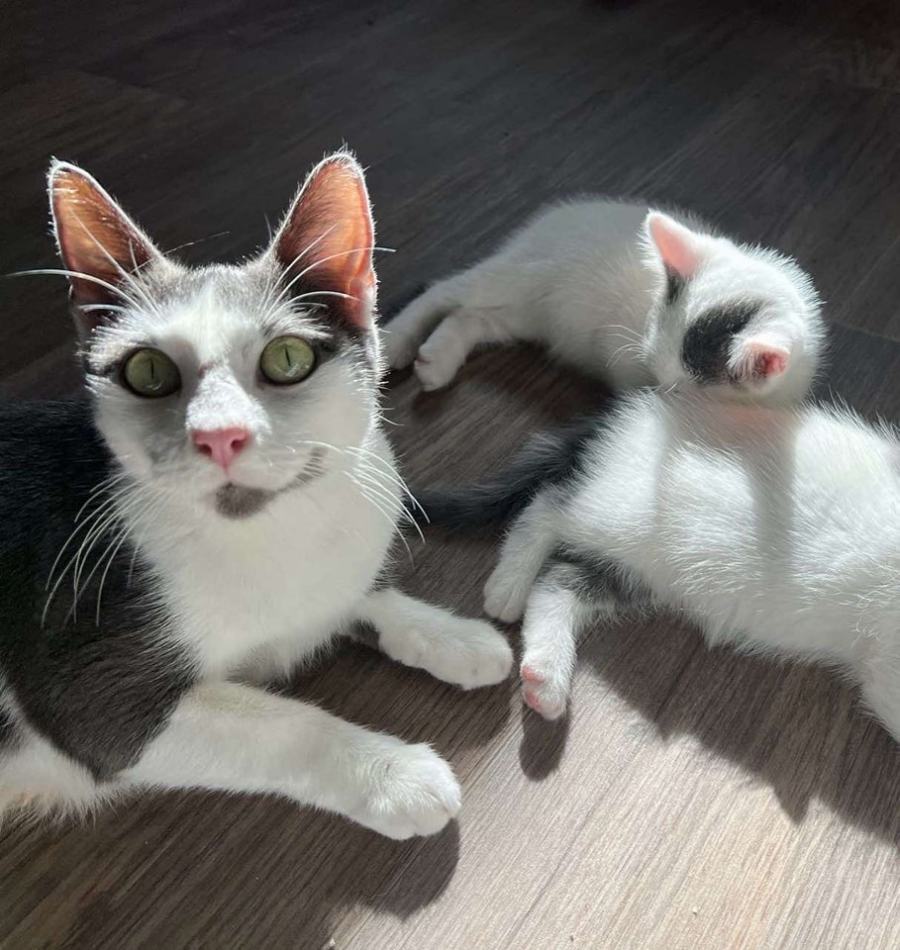 Ginger Ninja Animal Rescue - PetRescue