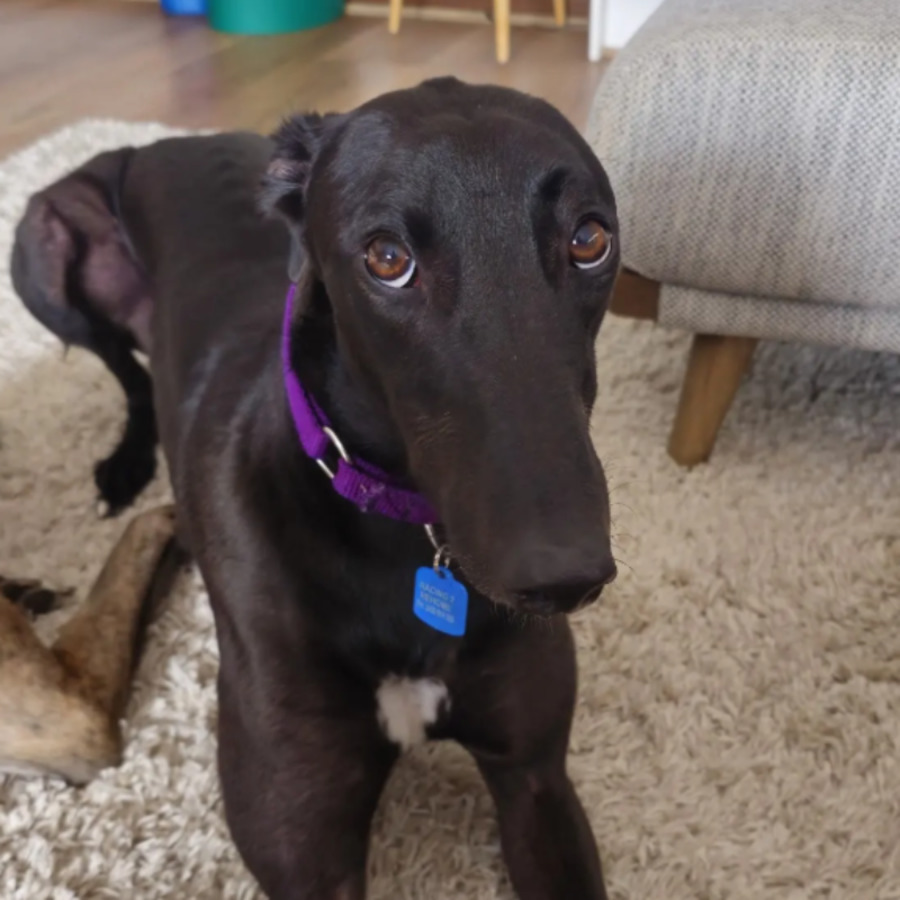 Rusty - Large Male Greyhound Dog in VIC - PetRescue