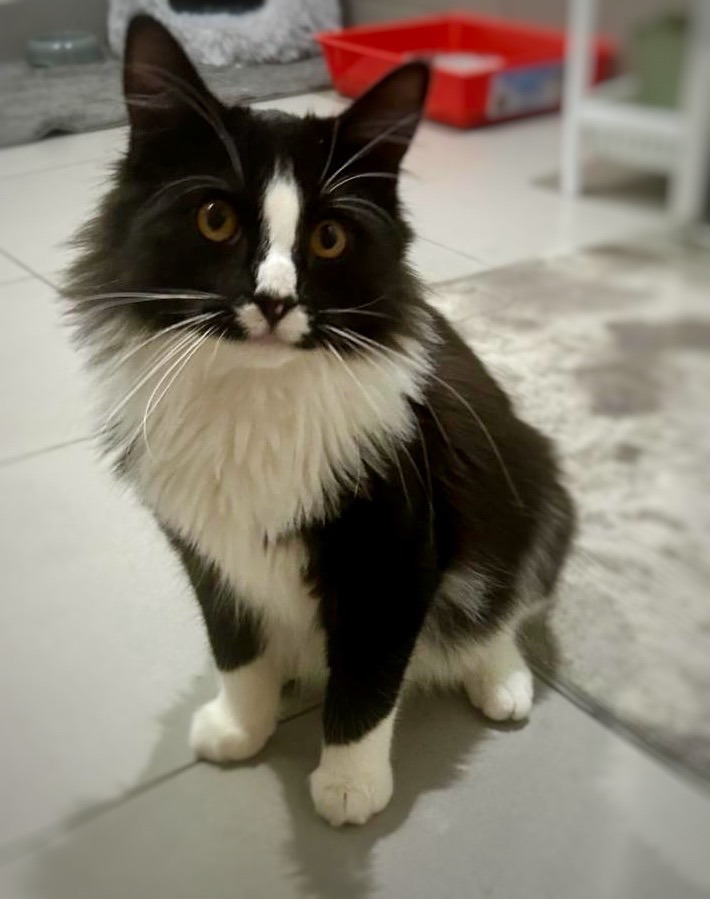 Howie - Male Domestic Short Hair (DSH) Mix Cat in VIC - PetRescue