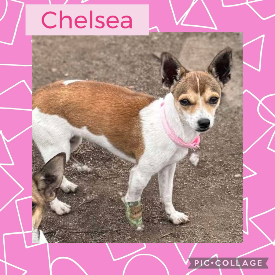 Chelsea - Small Female Chihuahua x Fox Terrier Mix Dog in NSW - PetRescue
