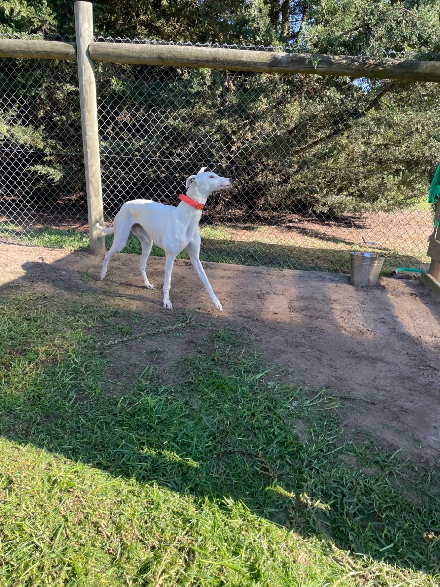 Dolly- located Melbourne and Toongabbie - Small Female Greyhound Dog in ...