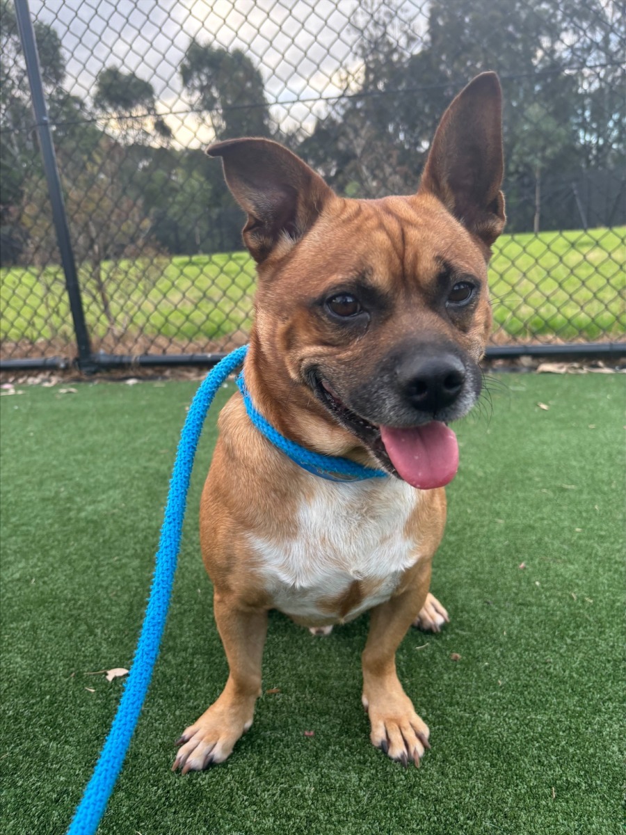 Gizmo imp 982 - Small Male Pug x Jack Russell Terrier Dog in NSW ...
