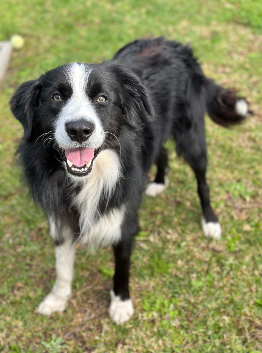 Tank - Medium Male Border Collie Dog in NSW - PetRescue
