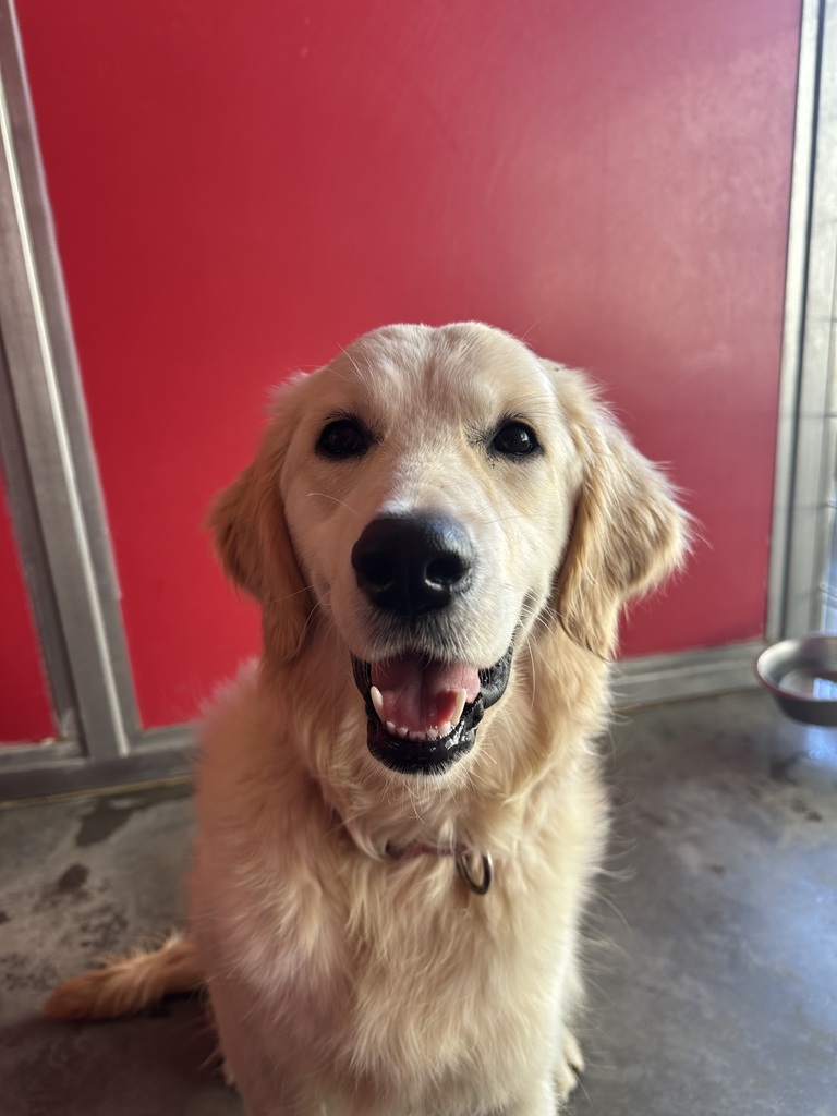 Cleo - Medium Female Golden Retriever Mix Dog in QLD - PetRescue