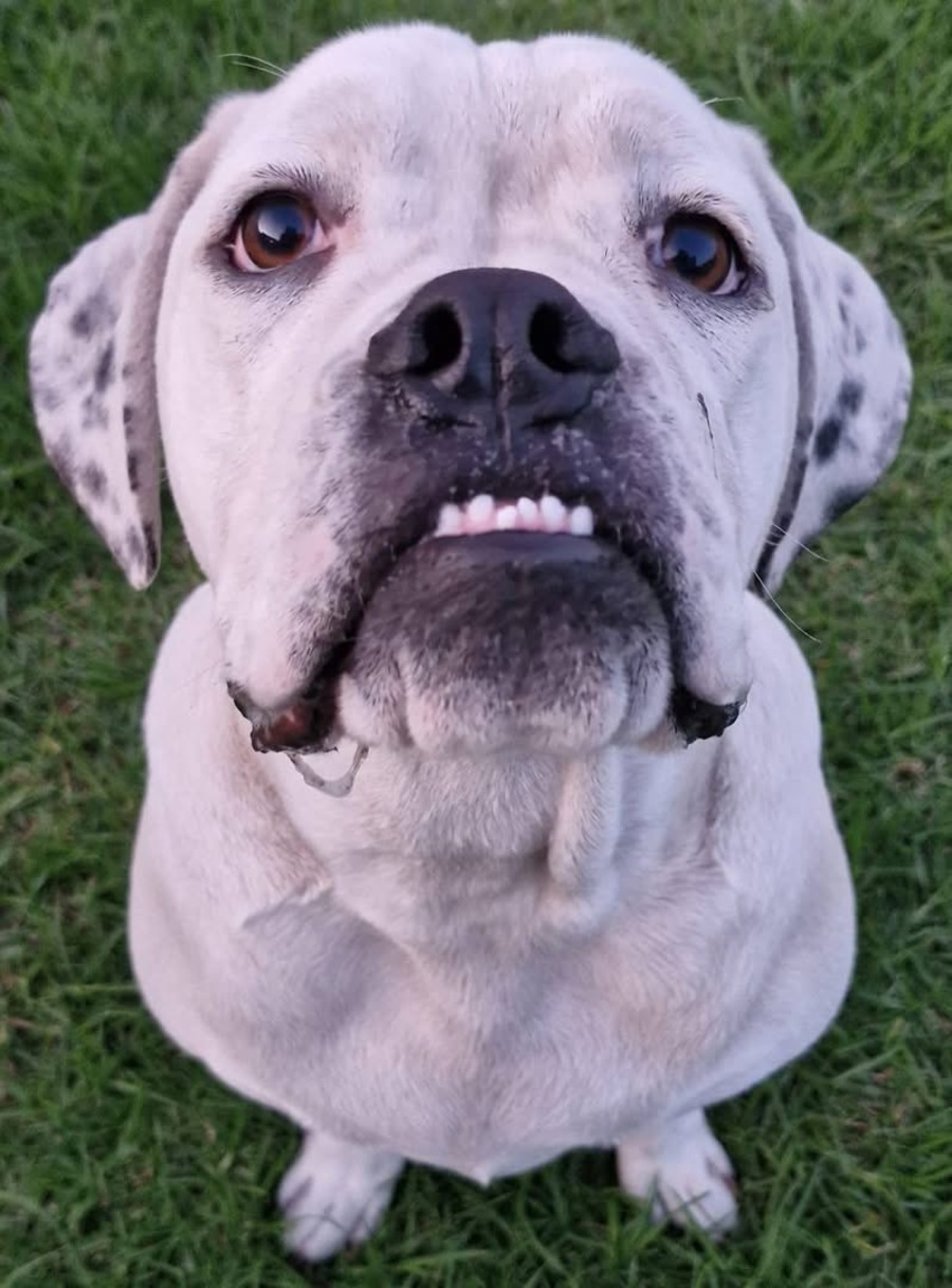 Puck - Medium Male Staffordshire Bull Terrier x American Bulldog Mix ...