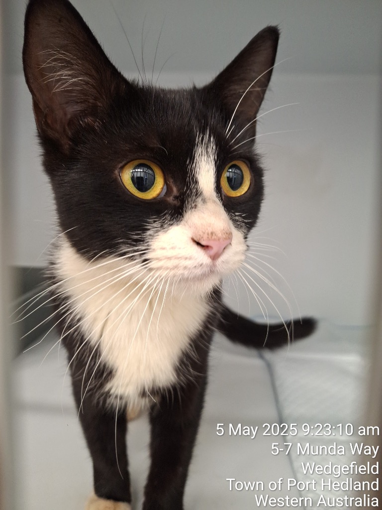 Endora - Female Domestic Short Hair (DSH) Mix Cat in WA - PetRescue