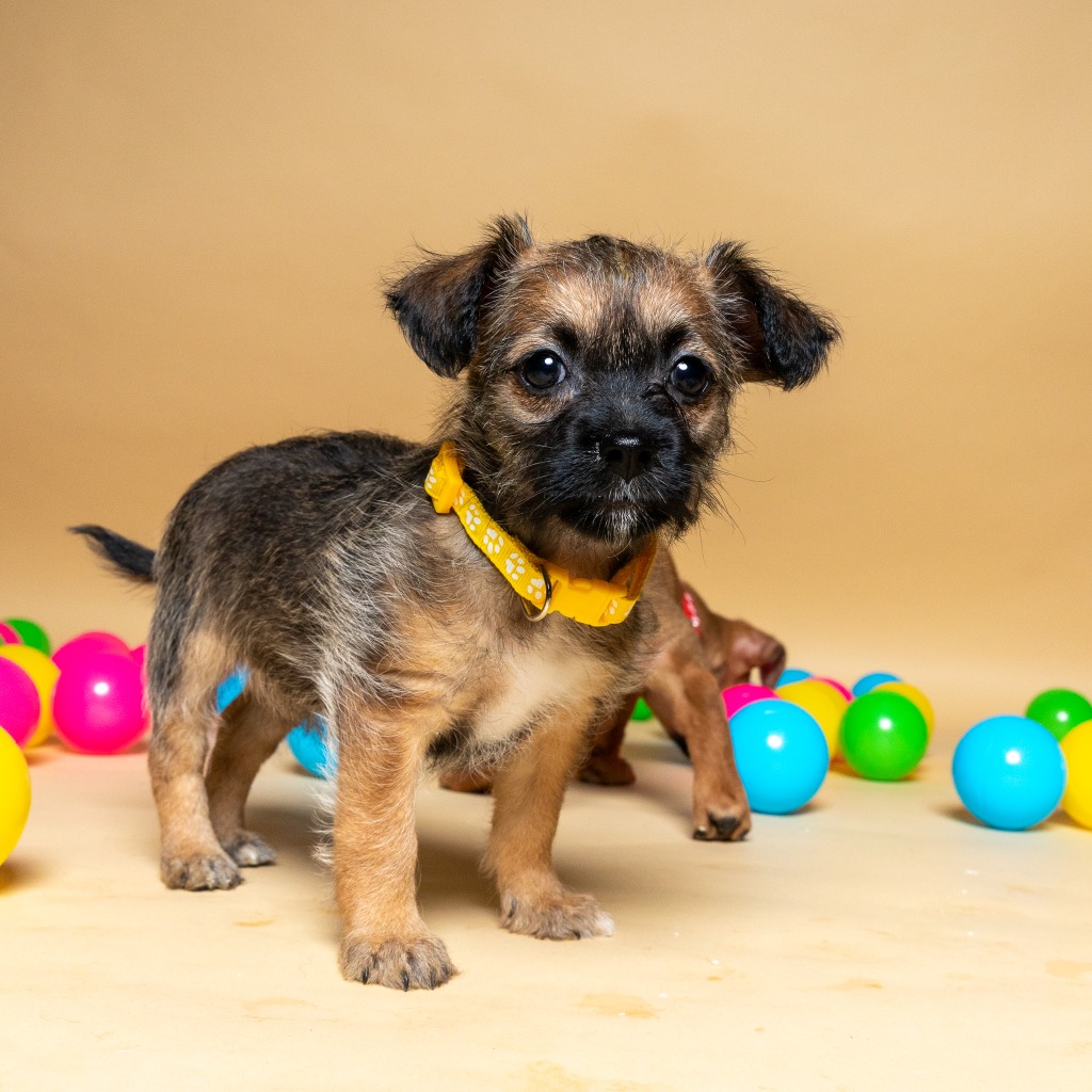 Pasha - Medium Female Mixed breed Dog in WA - PetRescue