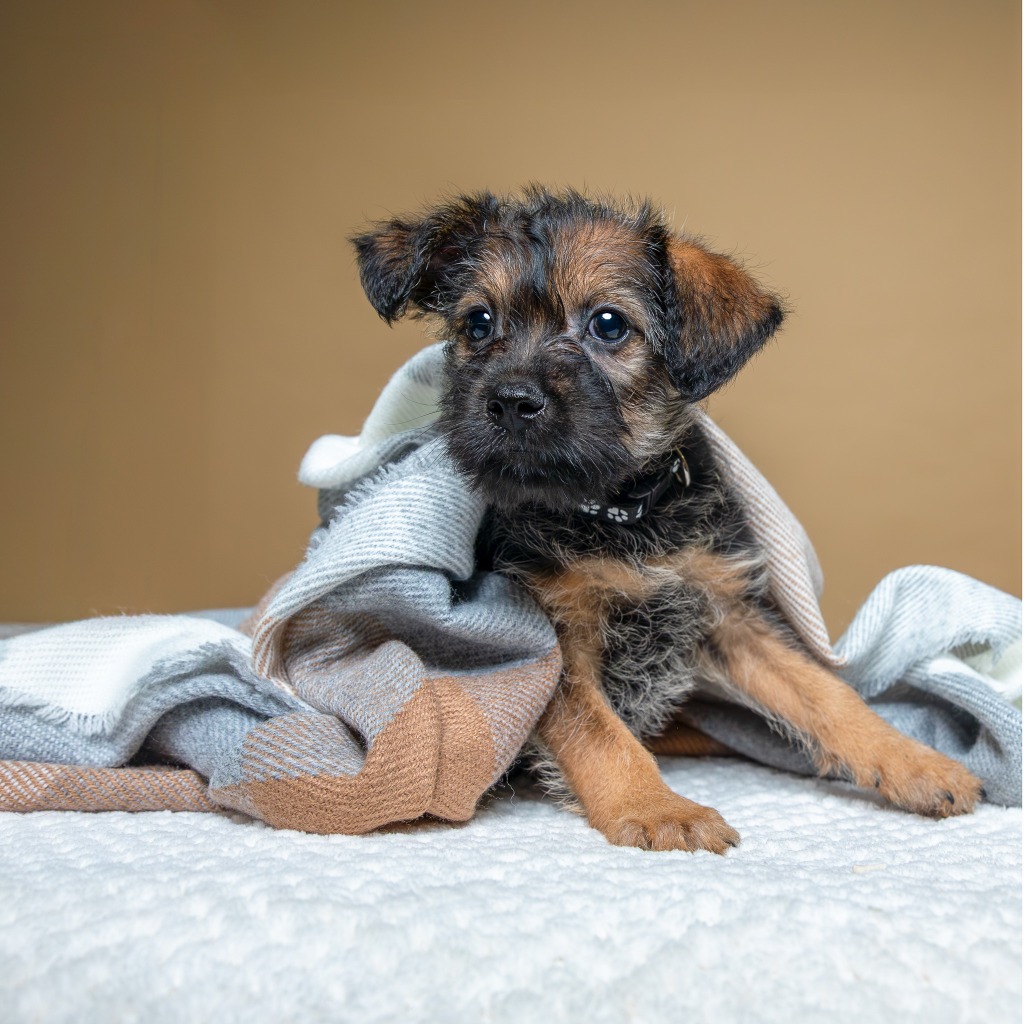 Pugsy - Medium Male Mixed breed Dog in WA - PetRescue