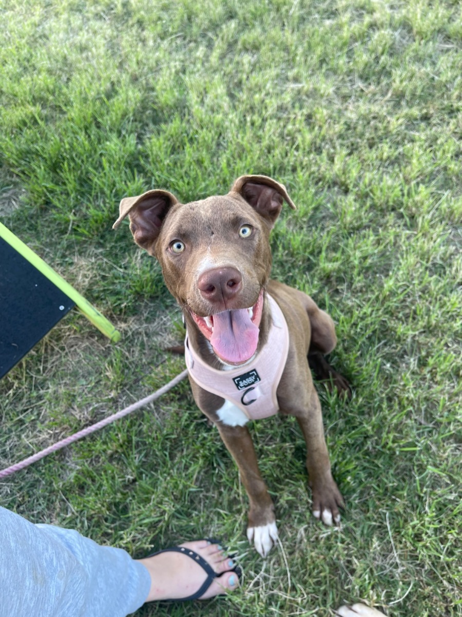 Jerry - Medium Male Bull Arab Mix Dog in QLD - PetRescue