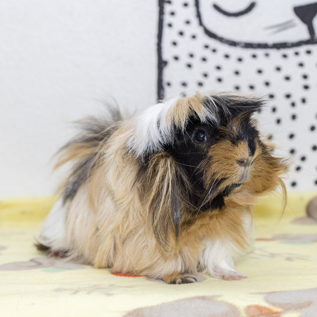 Finn - Male Short-hair Sheba Mini Yak Mix Guinea Pig in QLD - PetRescue