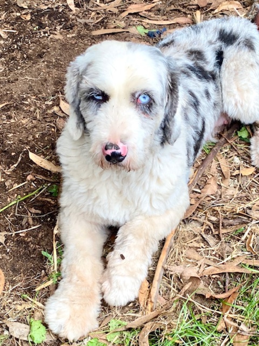 Zoey - Medium Female Poodle Mix Dog in NSW - PetRescue
