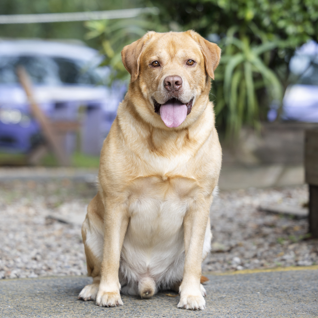 Oscar - Large Male Labrador x Mastiff Mix Dog in QLD - PetRescue