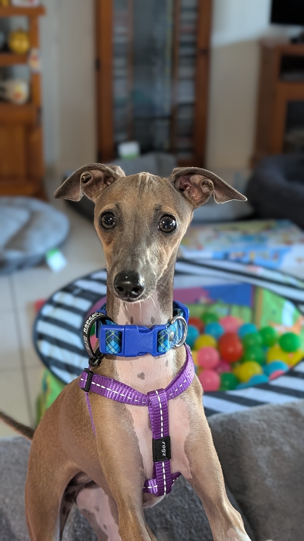 Amari - Small Female Italian Greyhound Dog in QLD - PetRescue