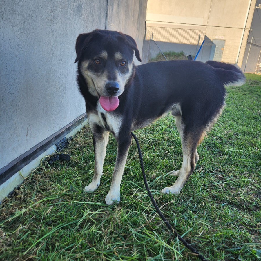 Honeybadger (65976) - Large Male Siberian Husky x Australian Kelpie Mix ...