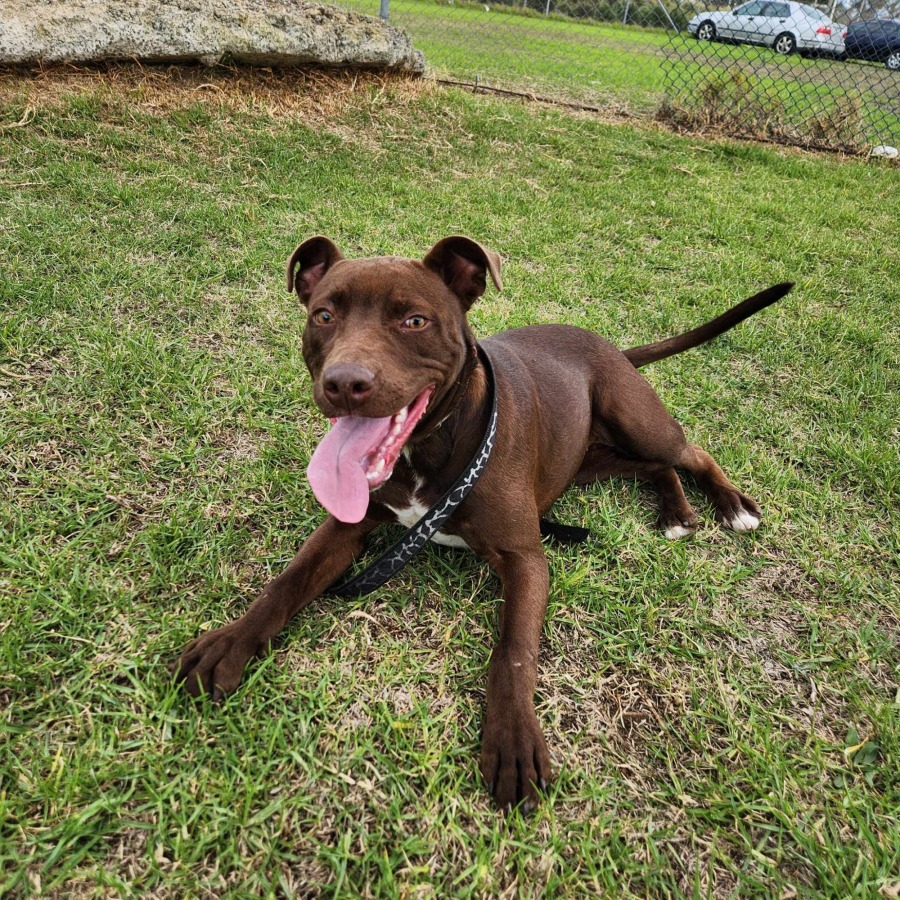 Caramel (66016) - Medium Female Staffordshire Bull Terrier x Labrador Retriever x Australian ...