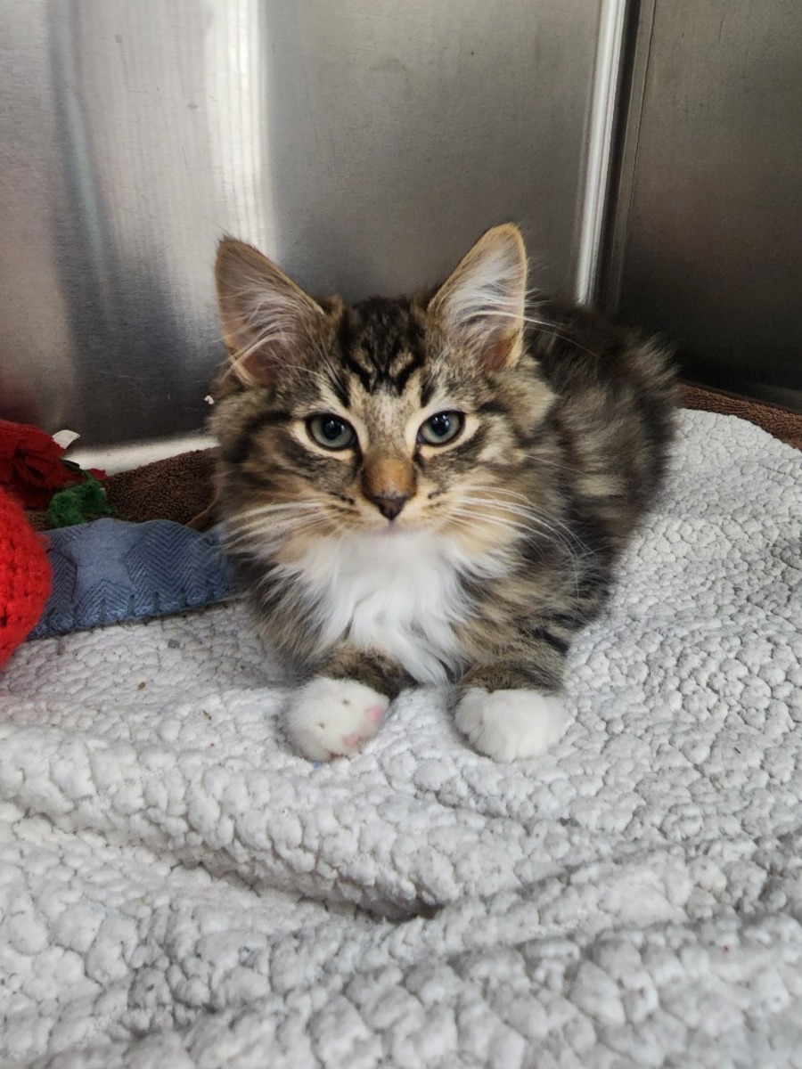 Ed - Male Domestic Long Hair (DLH) Cat in VIC - PetRescue