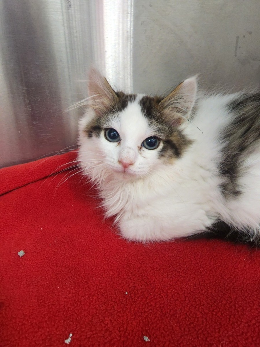 Jeffrey - Male Domestic Long Hair (DLH) Cat in VIC - PetRescue