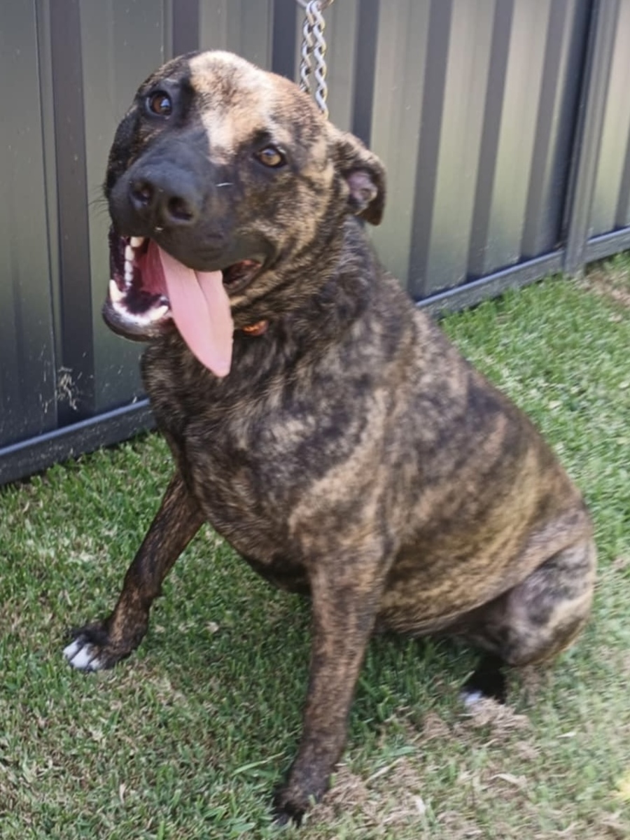 Trooper - Large Male Staffy Mix Dog in NSW - PetRescue