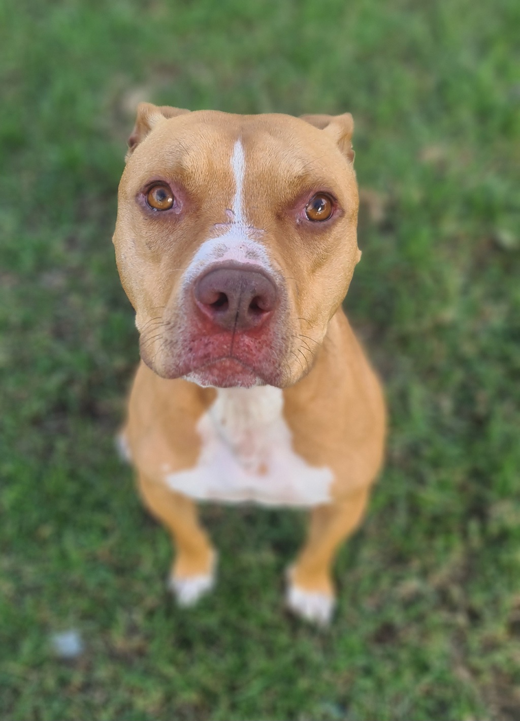 Tyler - Large Male American Staffy Mix Dog in VIC - PetRescue