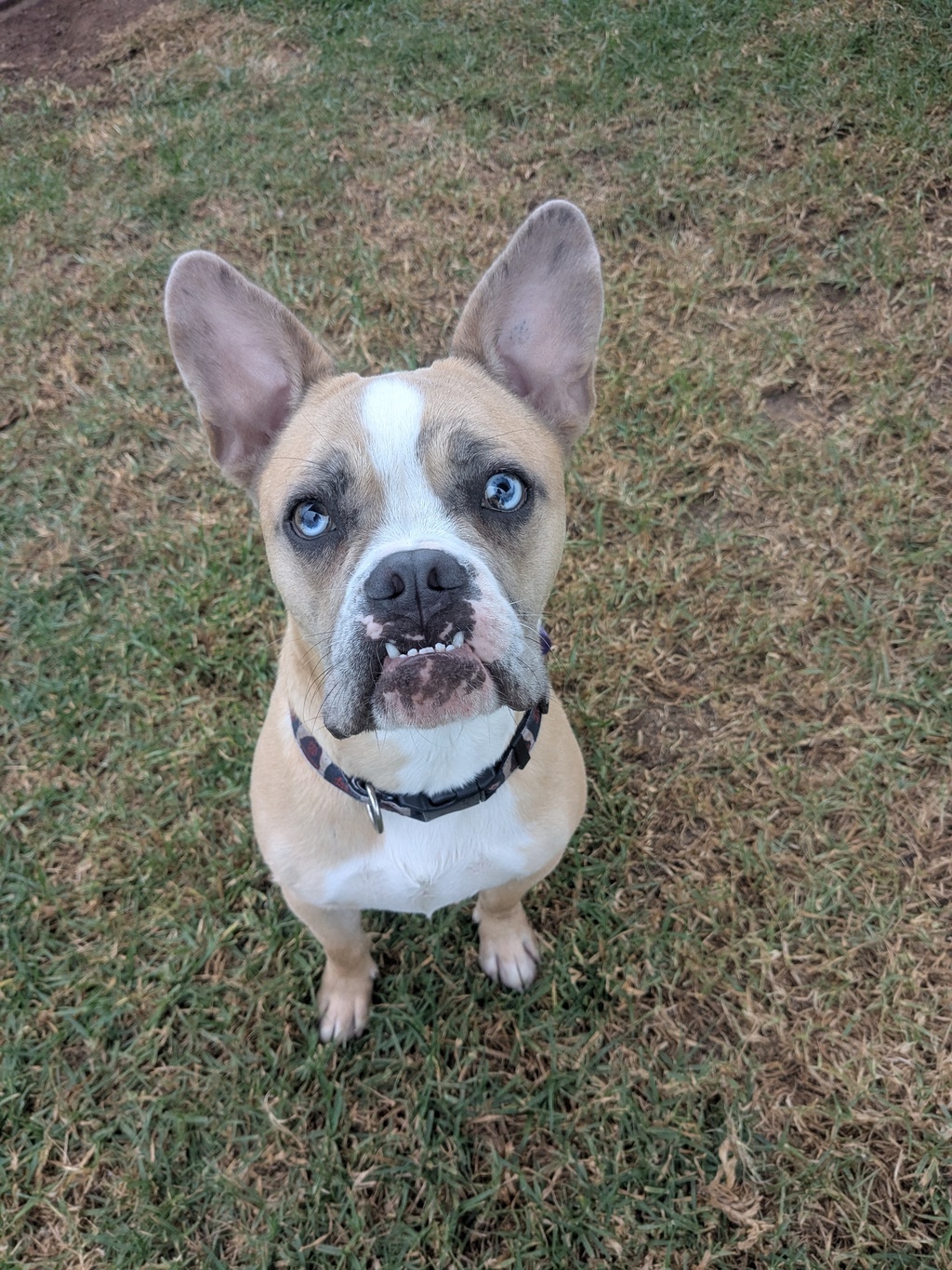 Hamilton - Medium Male Boxer x French Bulldog Mix Dog in QLD - PetRescue
