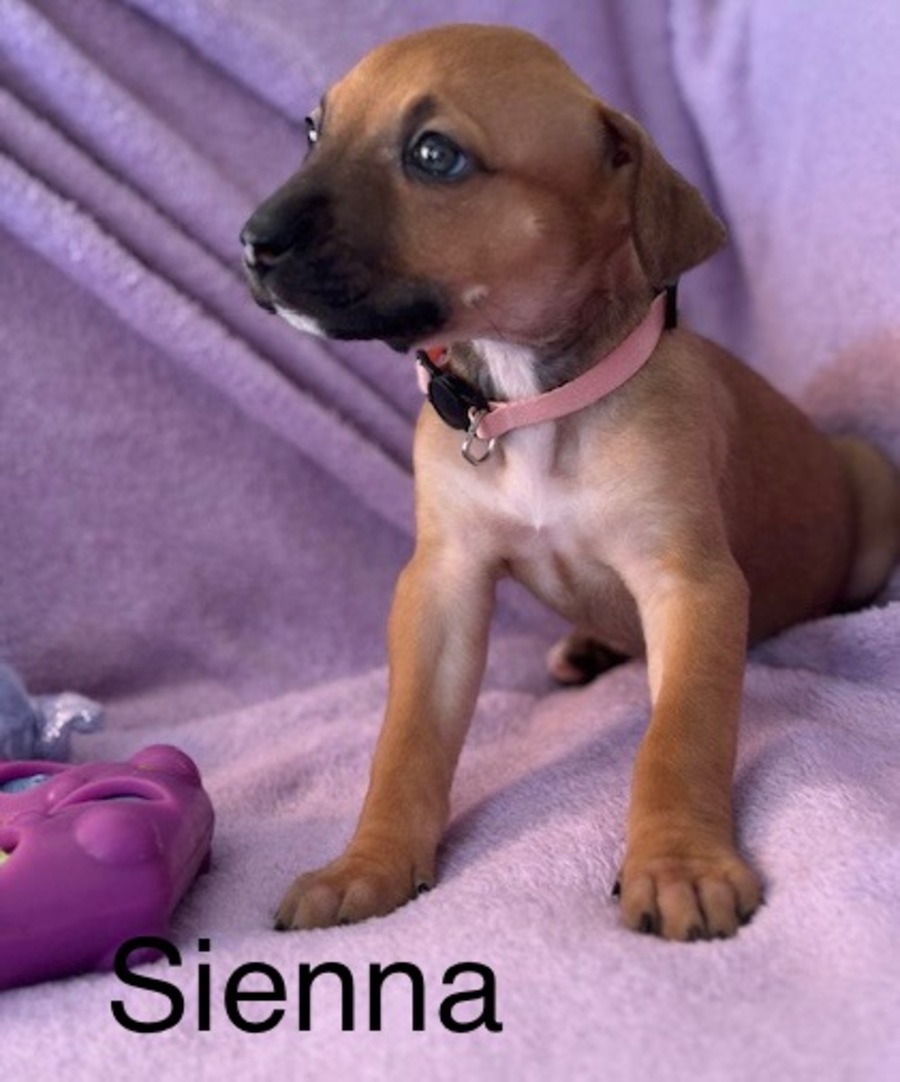 Sienna - Medium Female Mixed breed Mix Dog in NSW - PetRescue