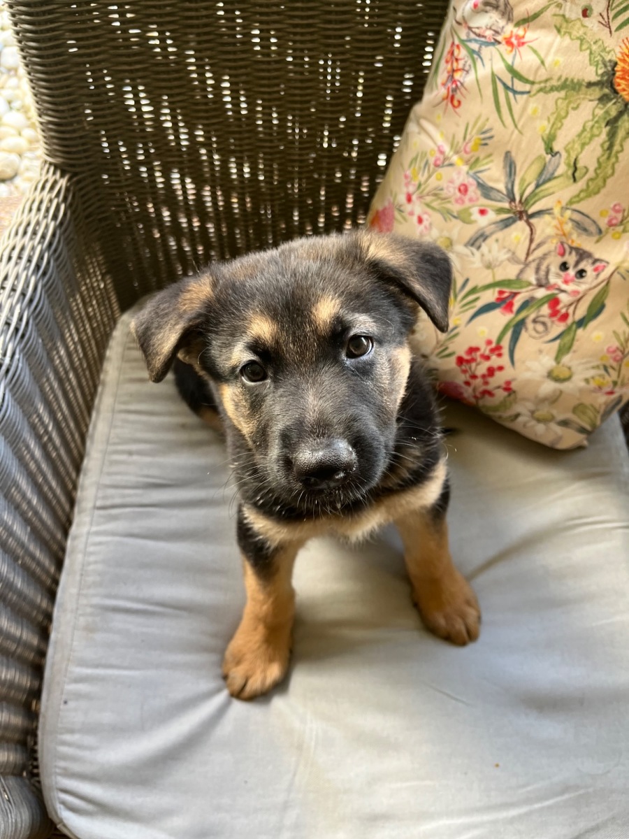 Milo - Large Male German Shepherd Dog in NSW - PetRescue