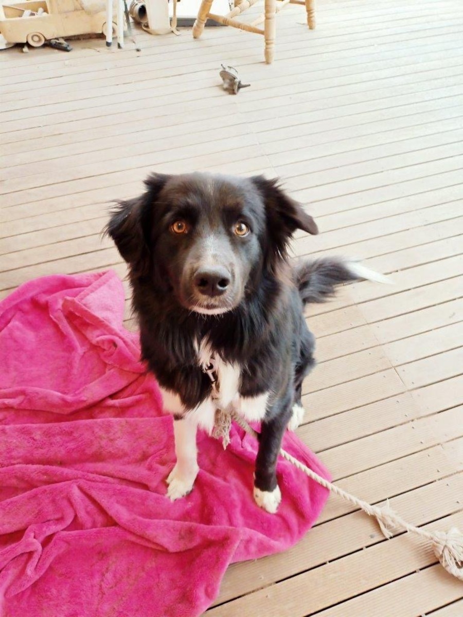 Finn Quinell - Medium Male Border Collie x Australian Kelpie Mix Dog in VIC - PetRescue