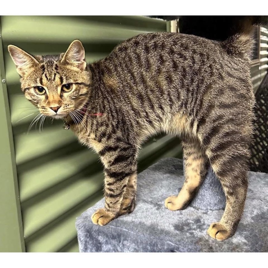 11693 - Sven - Male Domestic Short Hair (DSH) Cat in WA - PetRescue