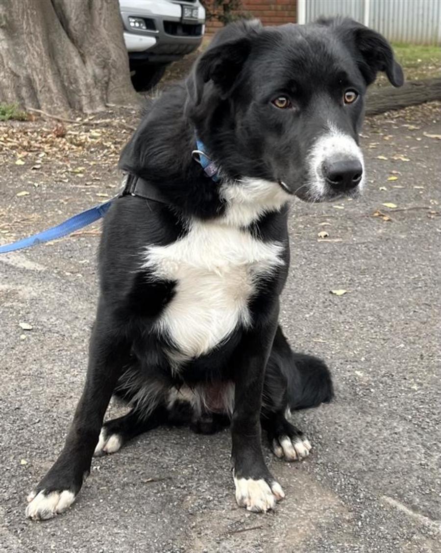 Spotlight - Medium Male Border Collie Mix Dog in VIC - PetRescue