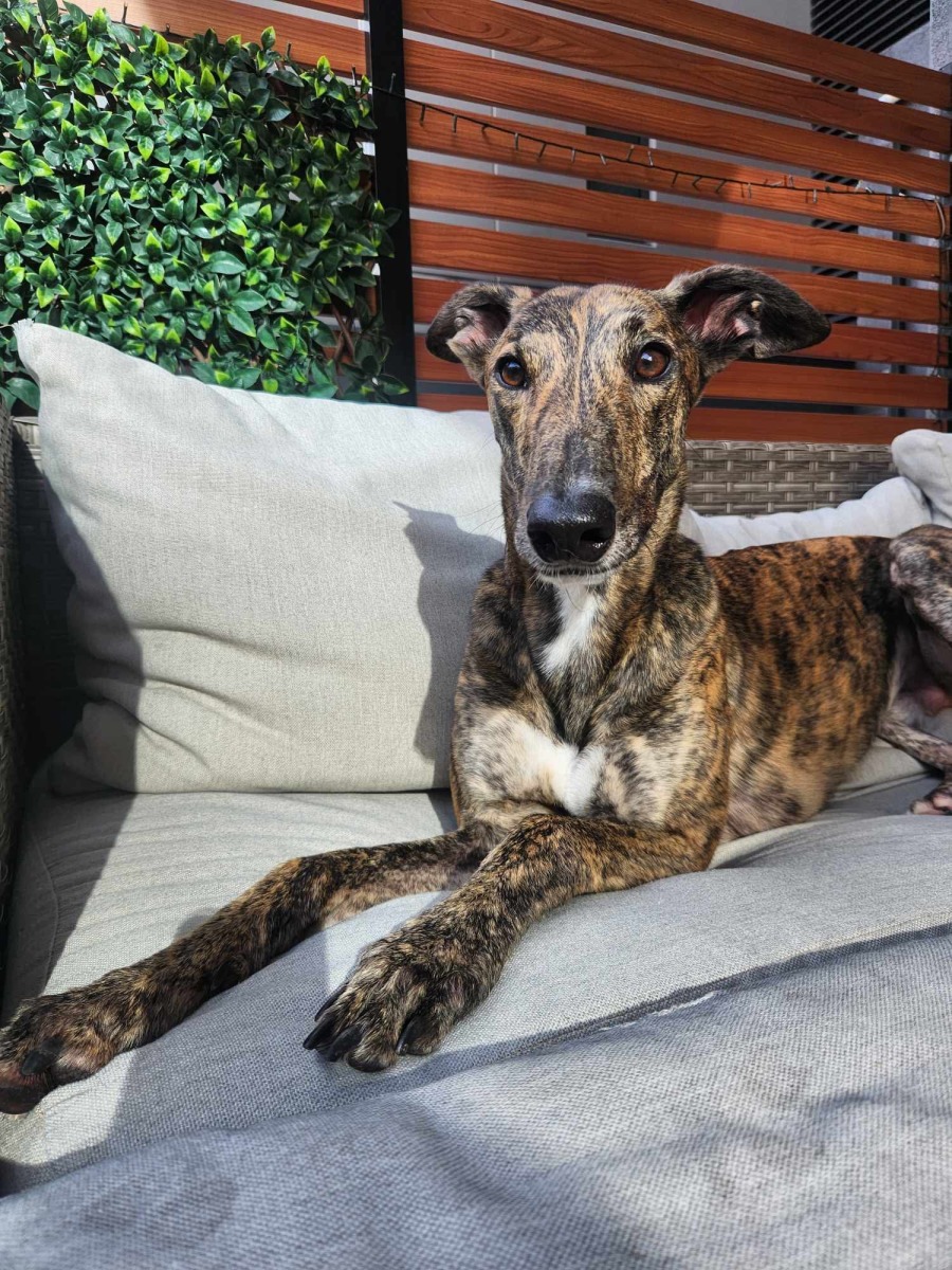Doug, the brindle greyhound - Large Male Greyhound Dog in NSW - PetRescue