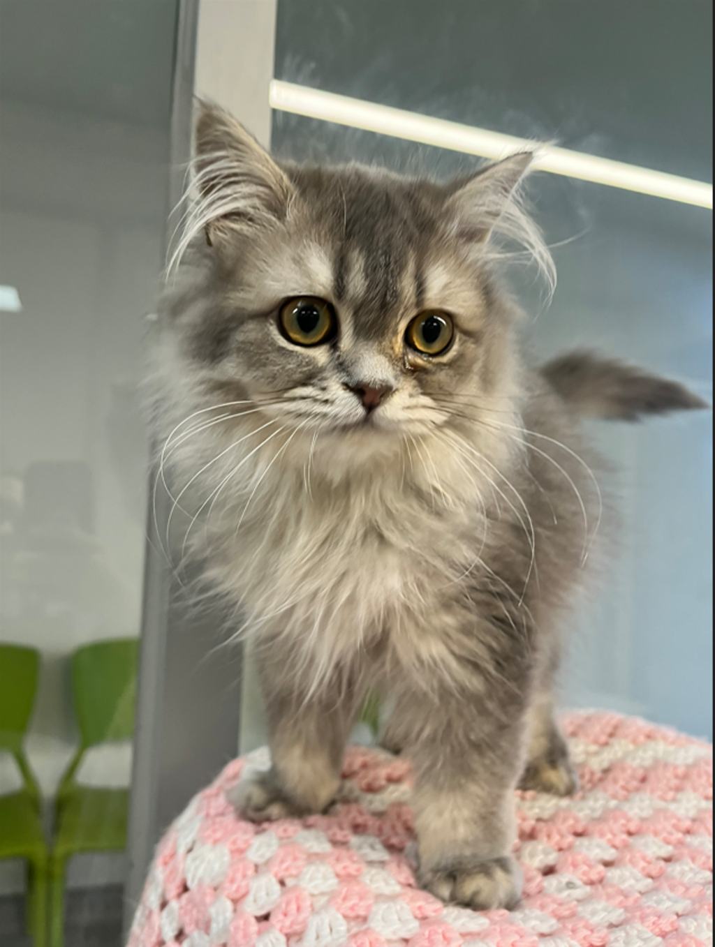 gladys - Female Persian Mix Cat in VIC - PetRescue