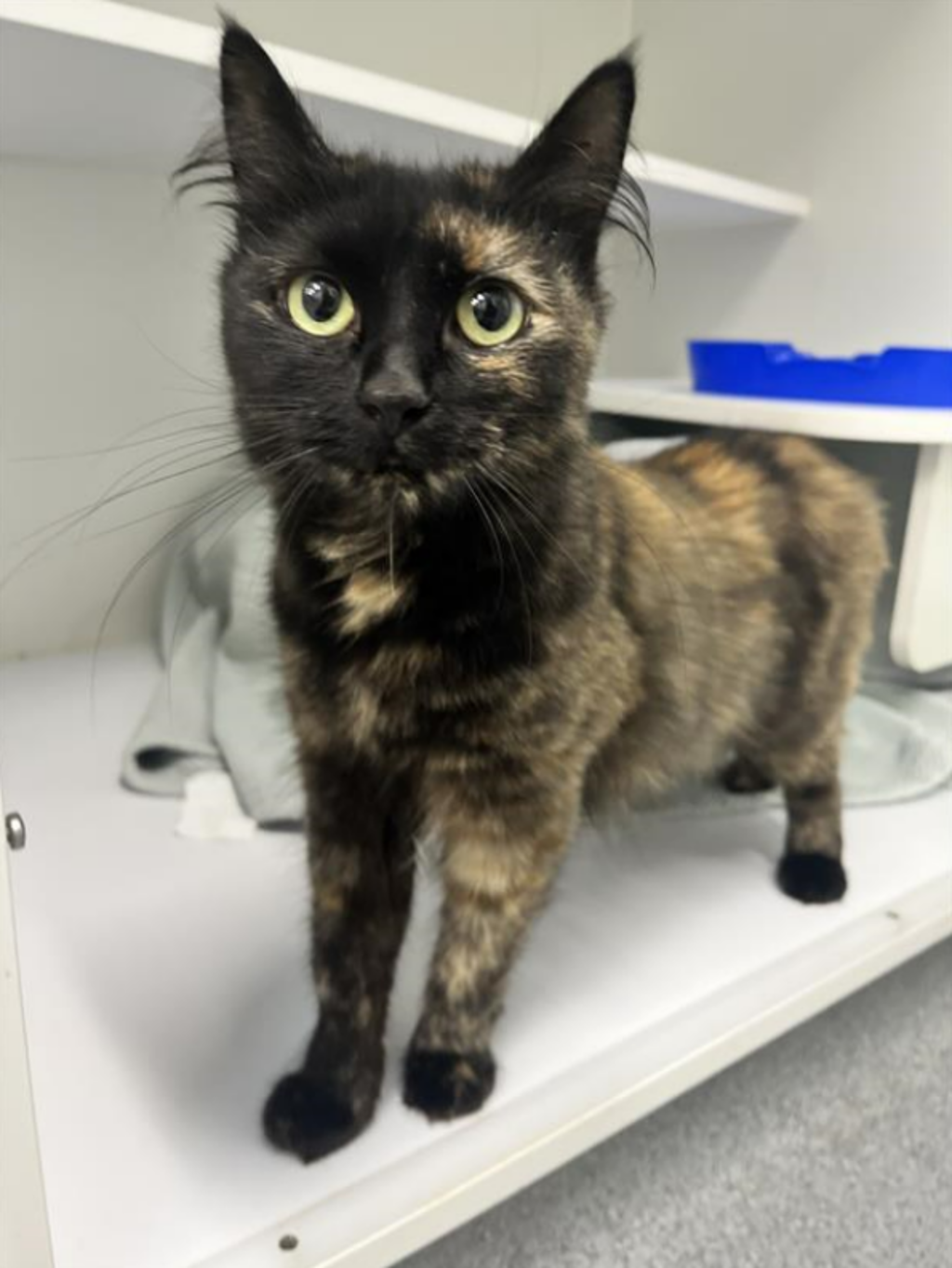 Hazel - Female Domestic Medium Hair Mix Cat in VIC - PetRescue