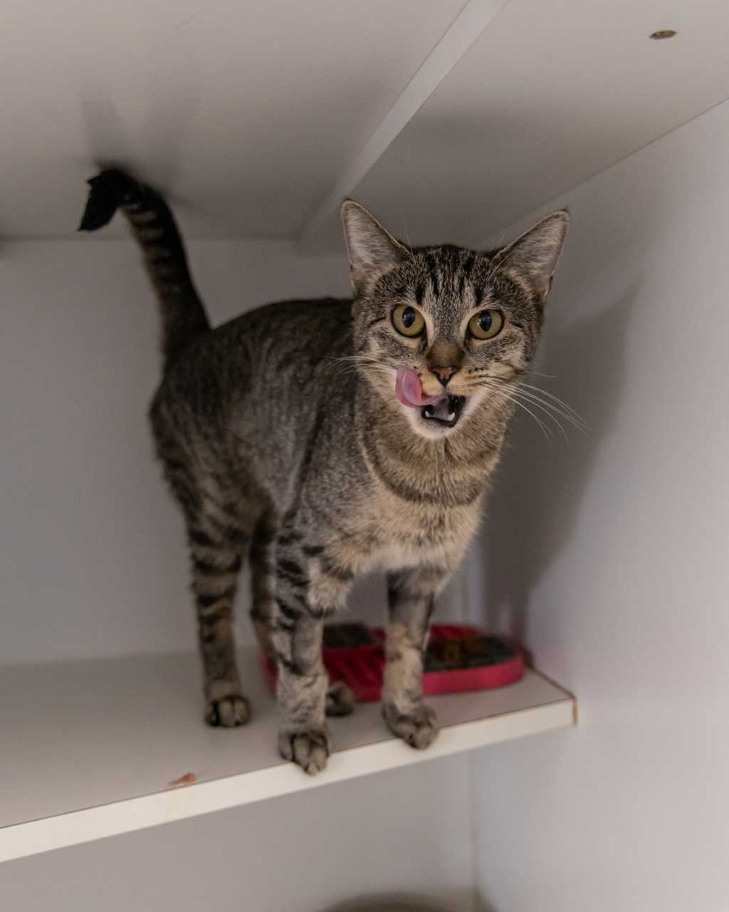 Minx - Female Domestic Short Hair Mix Cat in NSW - PetRescue