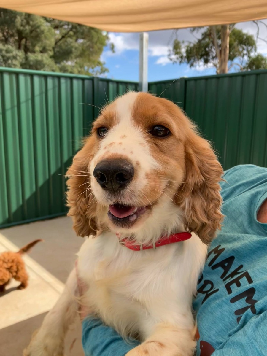 Daisy - Small Female Cocker Spaniel Dog in NSW - PetRescue