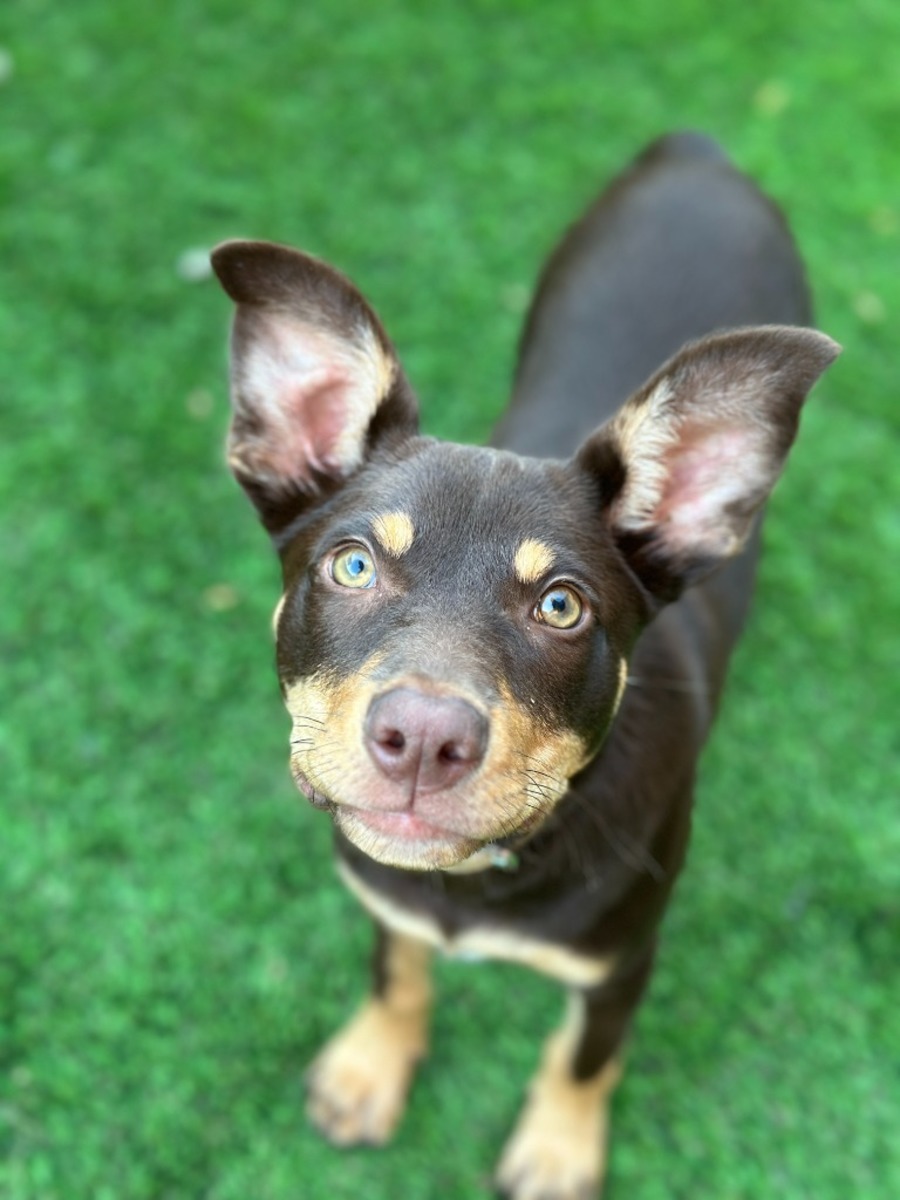 Coconut - Medium Female Australian Kelpie Dog in VIC - PetRescue