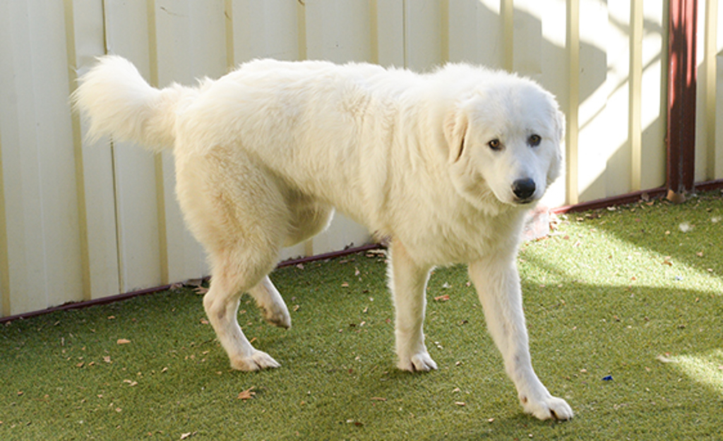 Marshall - Large Male Maremma Sheepdog Mix Dog in VIC - PetRescue
