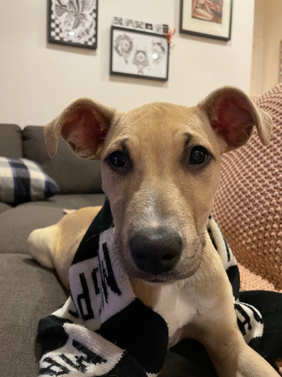 Rizzo - Medium Female Bull Arab Dog in VIC - PetRescue