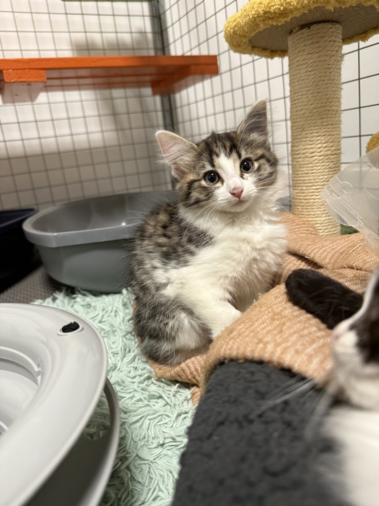 Clawdia Shriek - Female Dmh Mix Cat in VIC - PetRescue