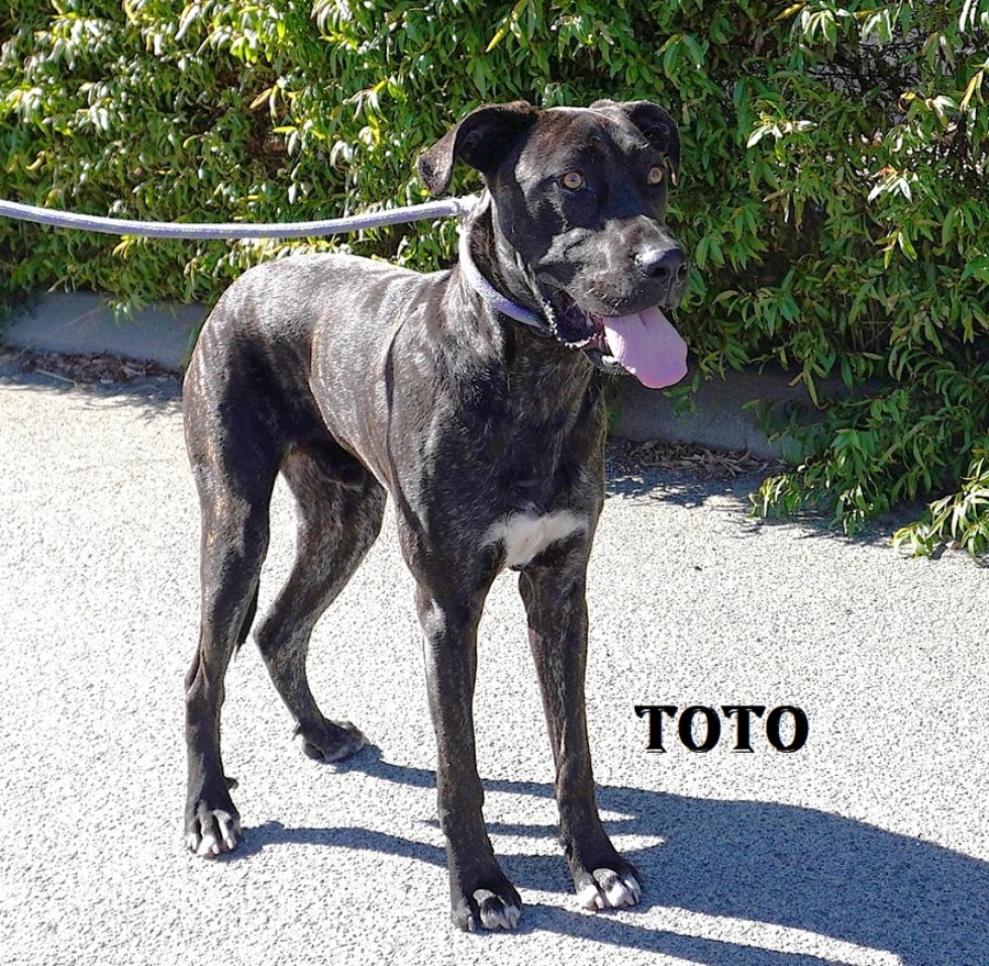 Toto - Medium Male Mixed breed Dog in WA - PetRescue
