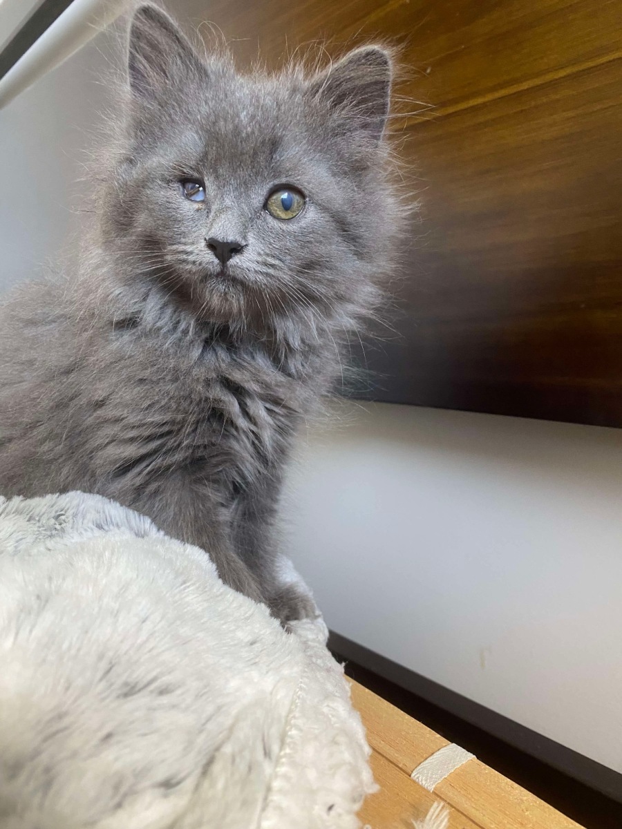 Twila - Female Ragdoll Mix Cat in VIC - PetRescue