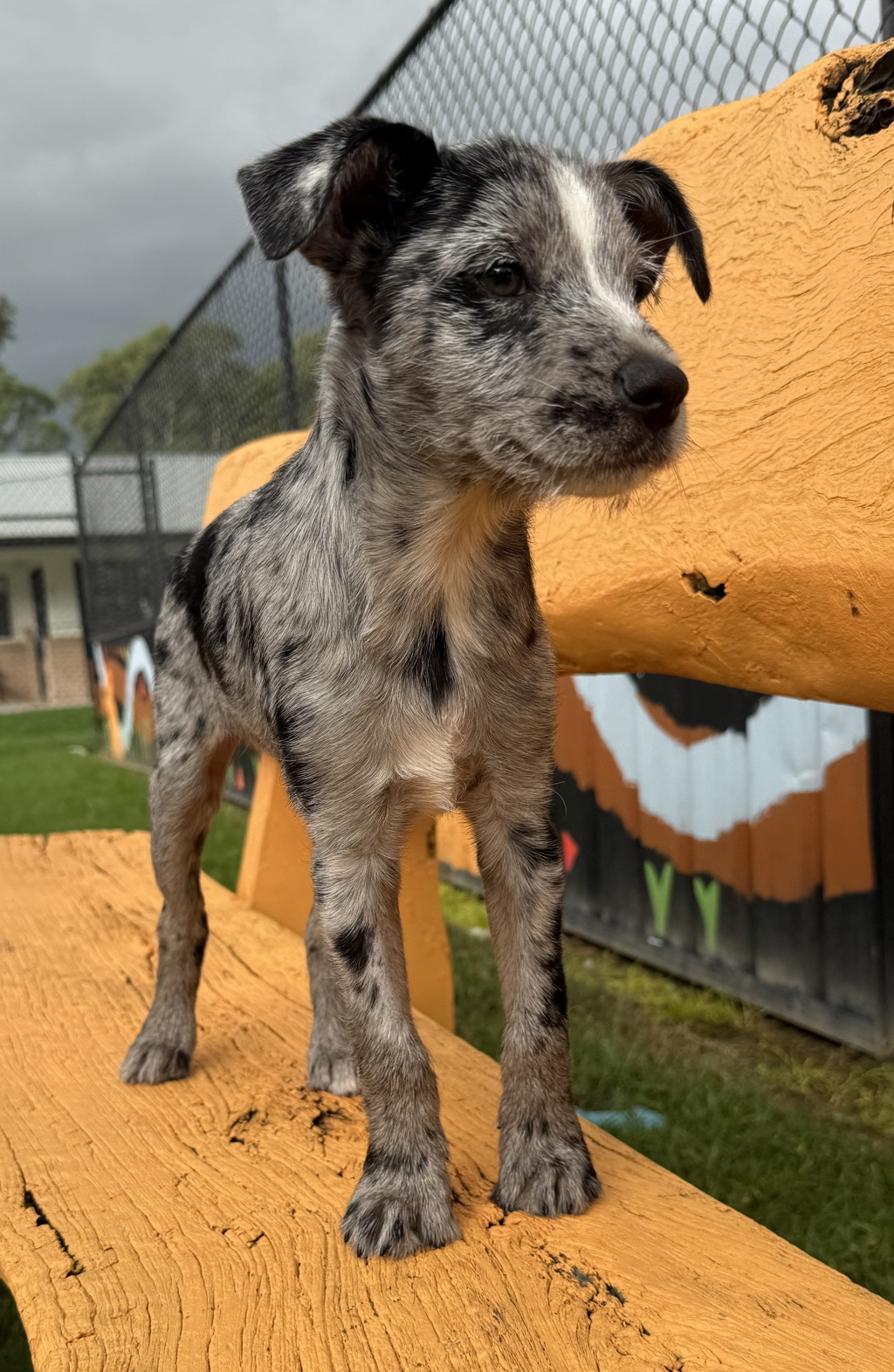 Malachite - Small Male Terrier x Unknown Mix Dog in NSW - PetRescue