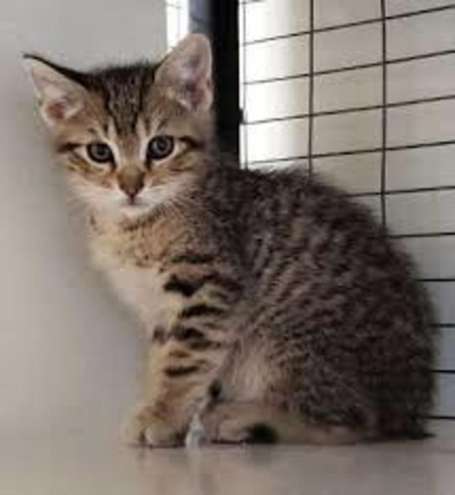 Jamal - Male Domestic Short Hair (DSH) Cat in VIC - PetRescue