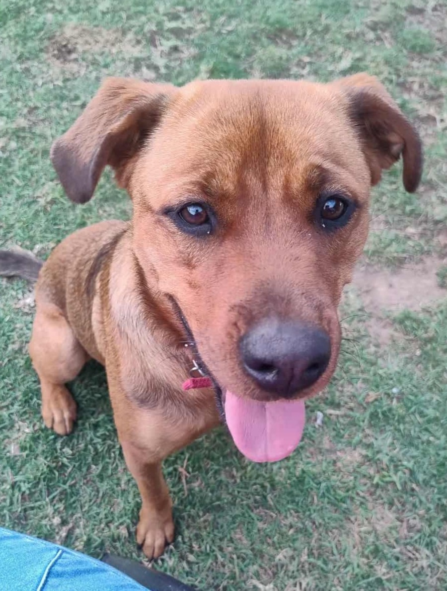 Cupid 😍Rottweiler x Ridgeback, 15 months old - Large Female Rhodesian ...