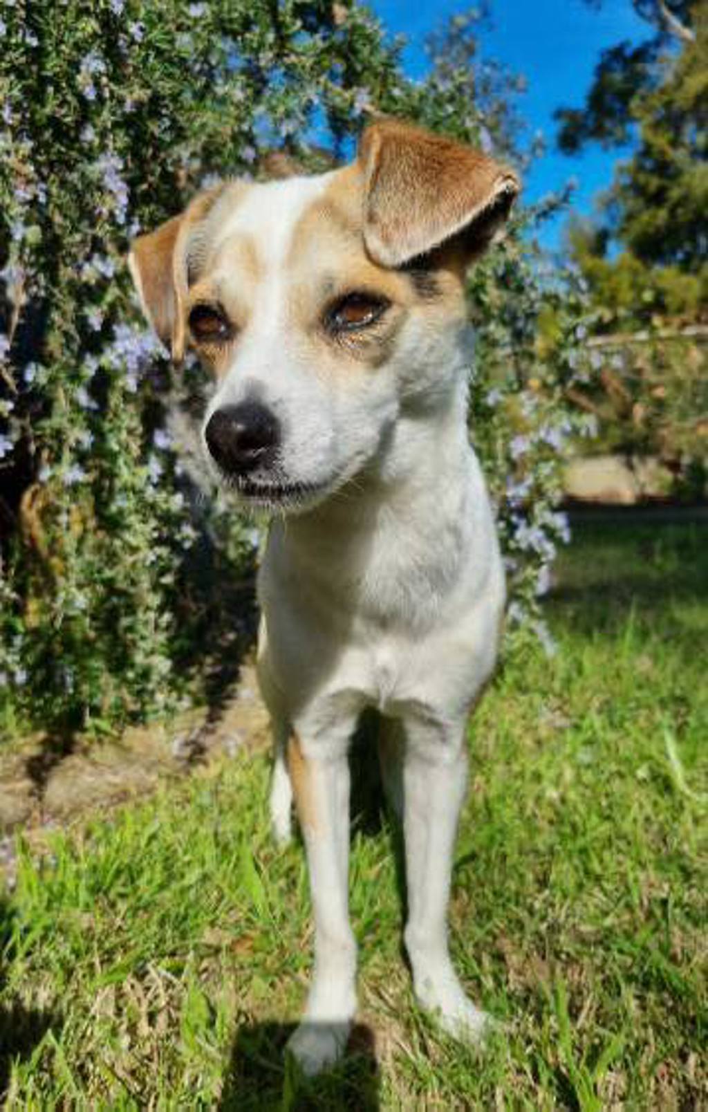 Benny - Small Male Chihuahua x Mini Foxie Mix Dog in NSW - PetRescue