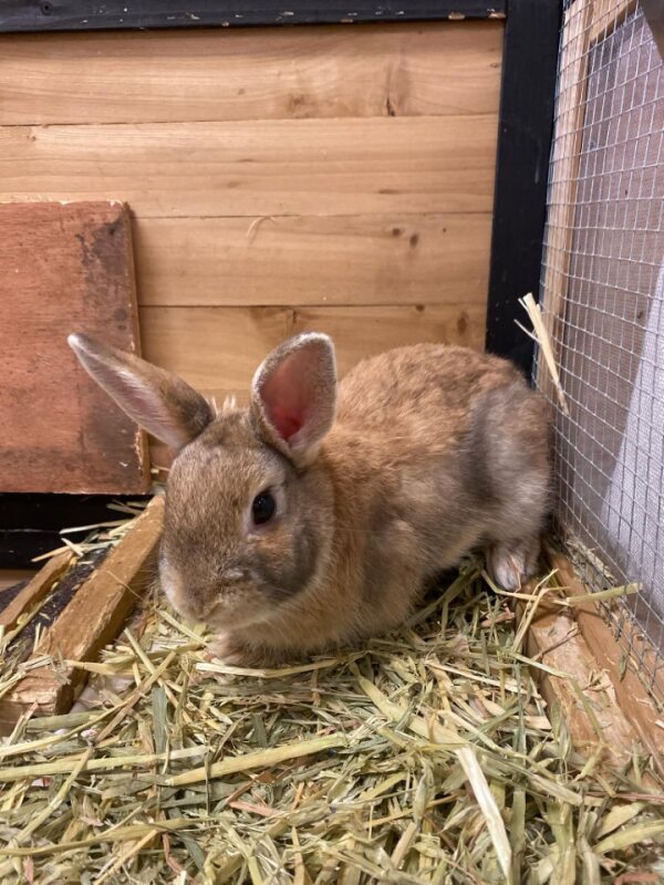 Ripley - Female Domestic Rabbit in NSW - PetRescue