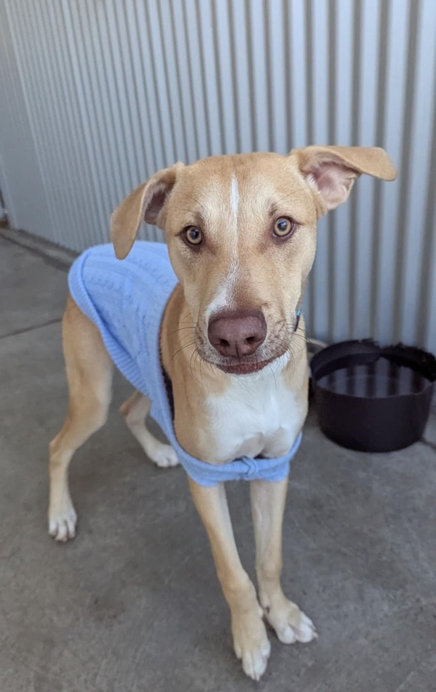Gary - Medium Male Australian Kelpie x Mastiff Dog in NSW - PetRescue