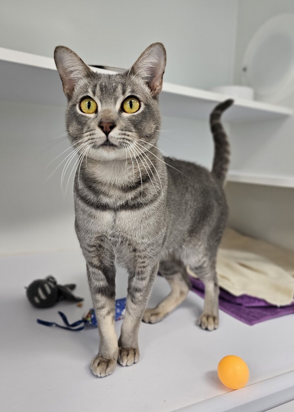 Izar - Male Abyssinian x Domestic Short Hair Mix Cat in VIC - PetRescue