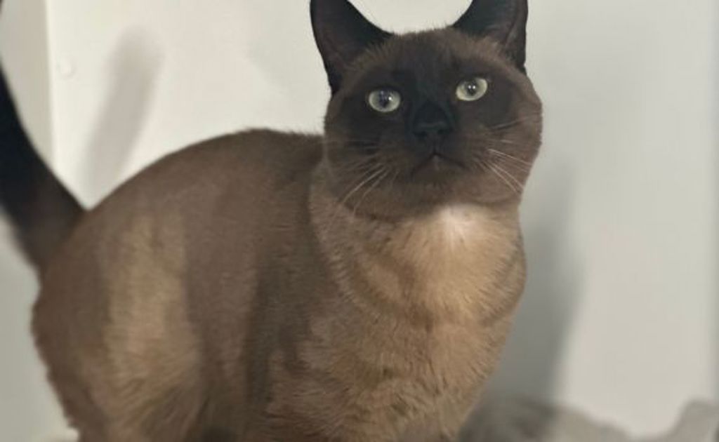 Guava - Male Burmese Mix Cat in VIC - PetRescue
