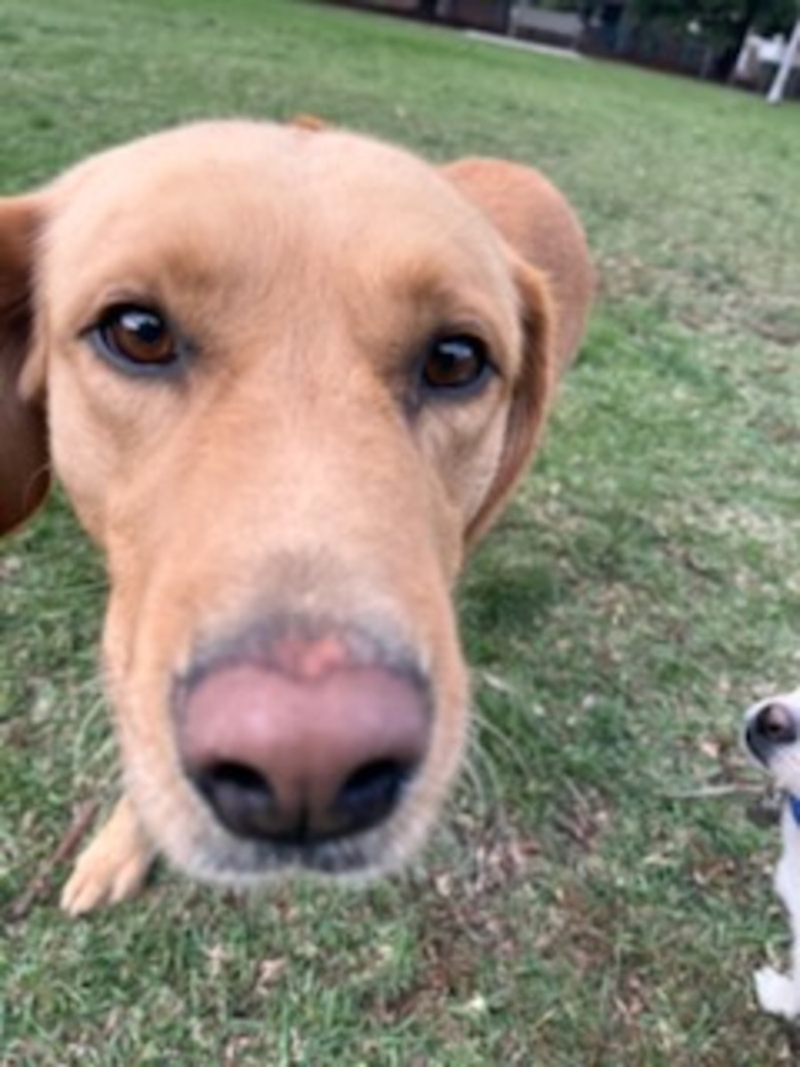 Myles - Medium Male Golden Retriever x Labrador Retriever Mix Dog in ...